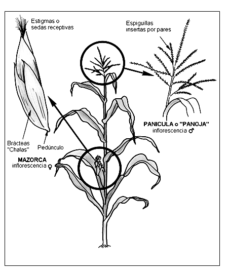 2.- Morfología y órganos reproductores | SAG